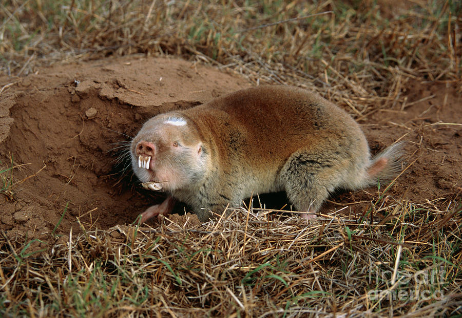 Cape Mole Rat Photograph by Peter Chadwick/science Photo Library - Pixels
