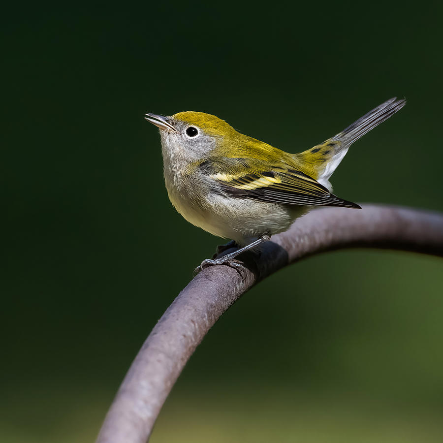 Chestnut-sided Warbler Photograph by Taksing (????) - Fine Art America