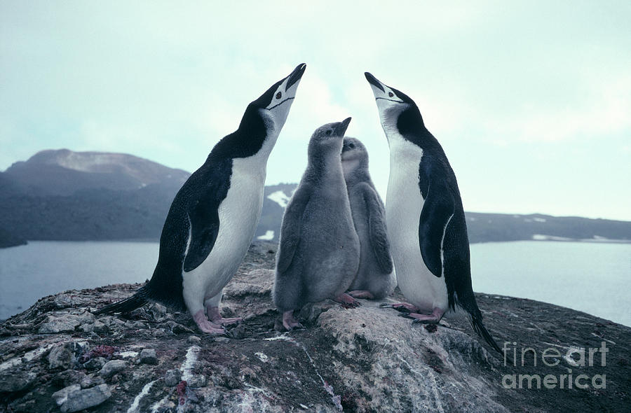 Chinstrap Penguins Photograph by British Antarctic Survey/science Photo ...