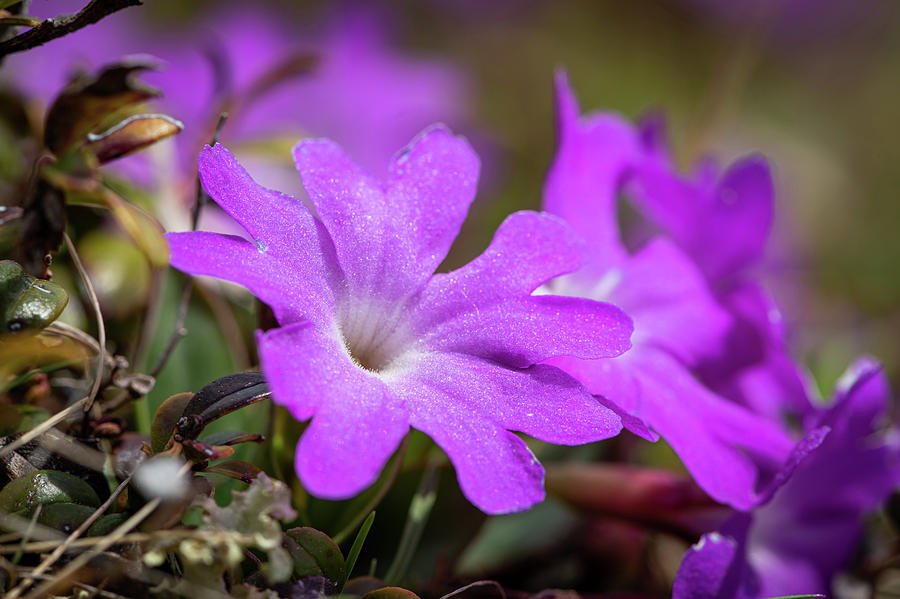 Closeup of an alpine Primula in the Austrian Alps Photograph by Stefan ...