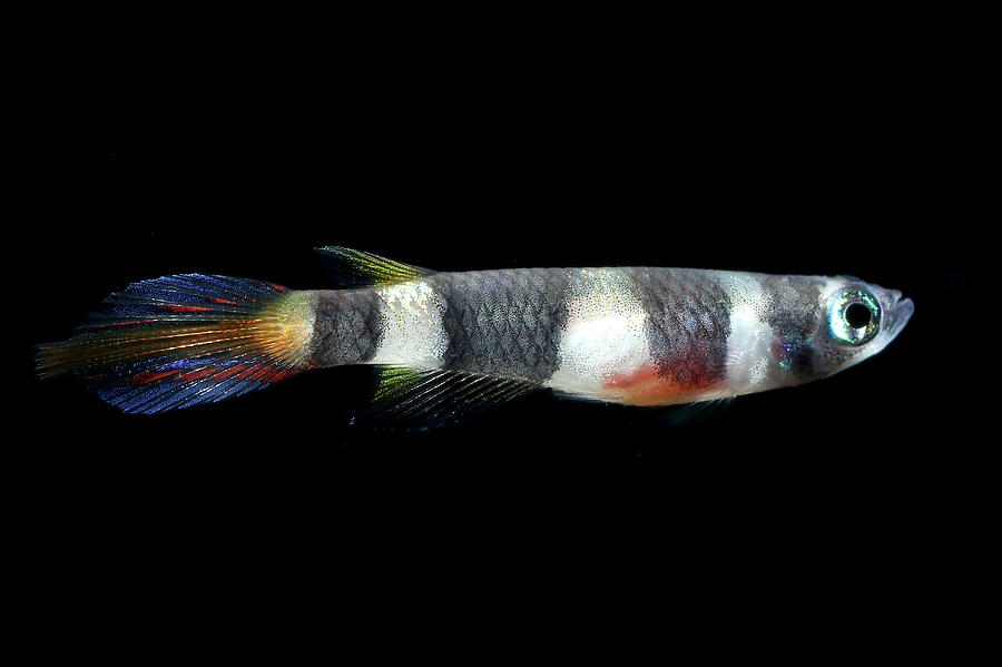 Clown Killifish Photograph by Dan Olsen | Fine Art America