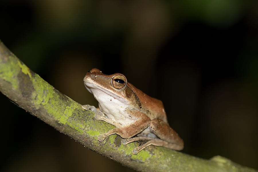 Common Tree Frog, Taman Negara, Malaysia Photograph by W.k. Fletcher ...