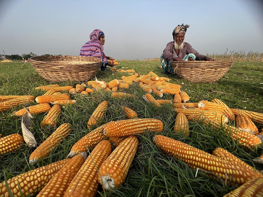 Corn Processing Photograph by Siraj Akram Kayes - Pixels