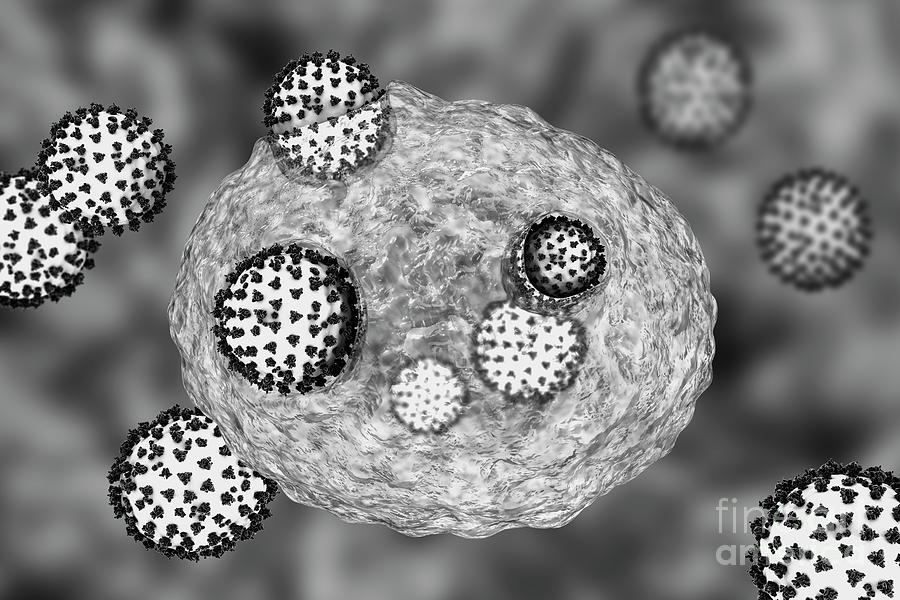 Covid-19 Coronaviruses Infecting Human Cells Photograph by Kateryna Kon/science Photo Library ...