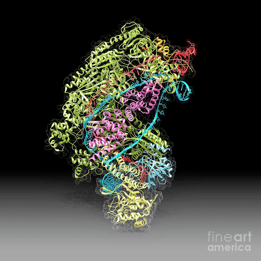 Crispr-cas Gene Editing Complex Photograph by Carlos Clarivan/science ...