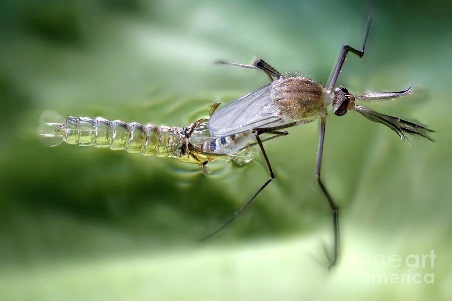 Culex Quinquefasciatus Mosquito Male Emerging #1 by Science Photo Library