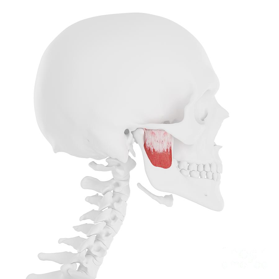 Deep Masseter Muscle Photograph By Sebastian Kaulitzkiscience Photo Library Pixels
