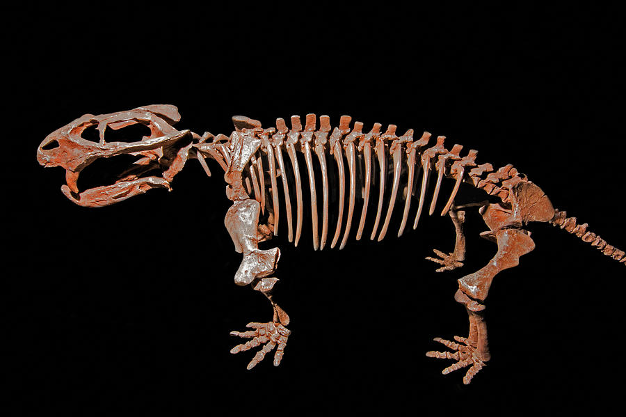 Dicynodont Photograph by Millard H. Sharp - Fine Art America