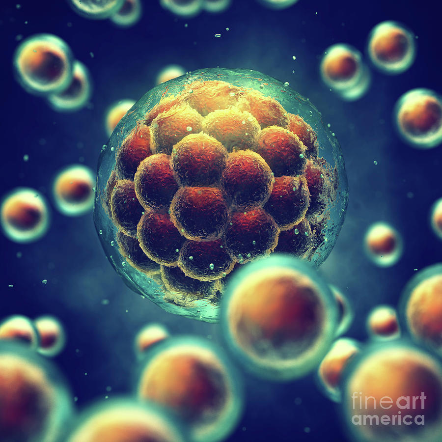 Embryo #1 by Science Photo Library