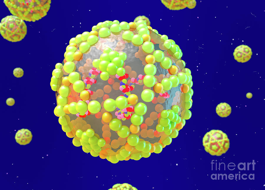 Enterovirus Structure Photograph by Roger Harris/science Photo Library - Pixels