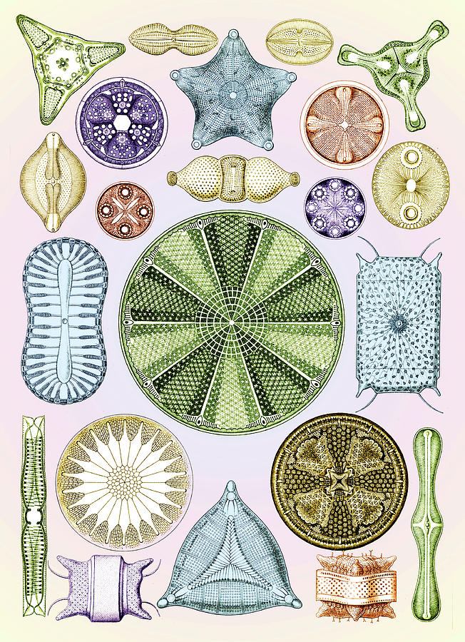 Ernst Haeckel, Diatoms, Microalgae Photograph by Science Source - Pixels