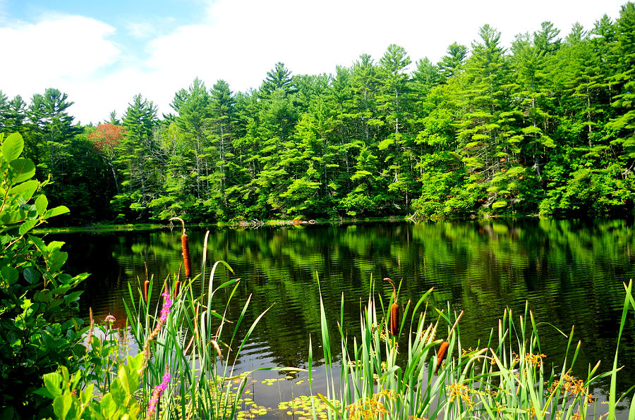 Fall Pond Photograph by Martin Stepalavich - Fine Art America