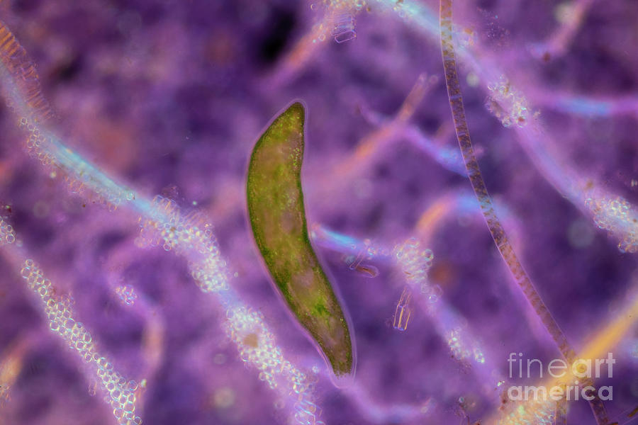 Flatworm Photograph by Karl Gaff / Science Photo Library | Pixels