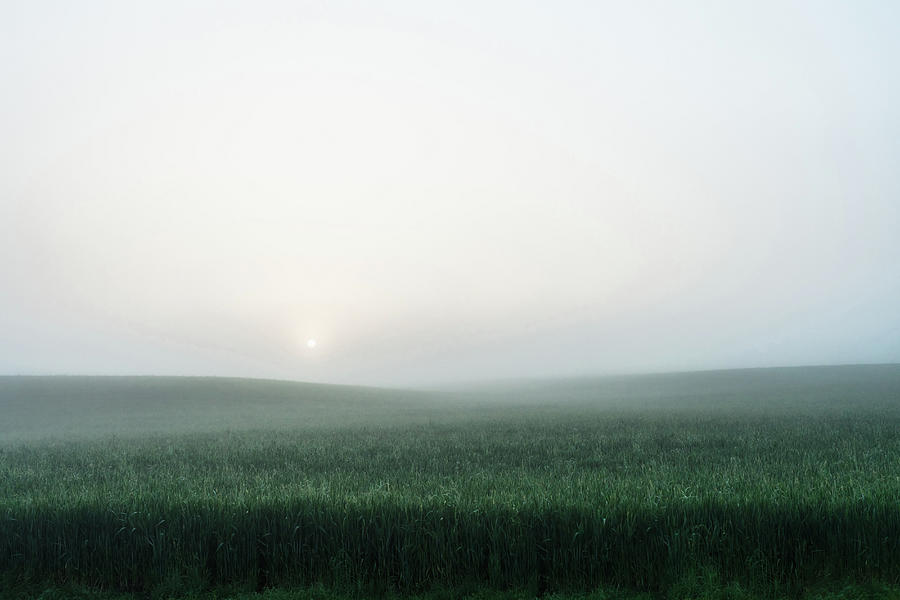 Foggy Field Of Tall Grass 1 Digital Art By Dan Brownsword Fine Art America
