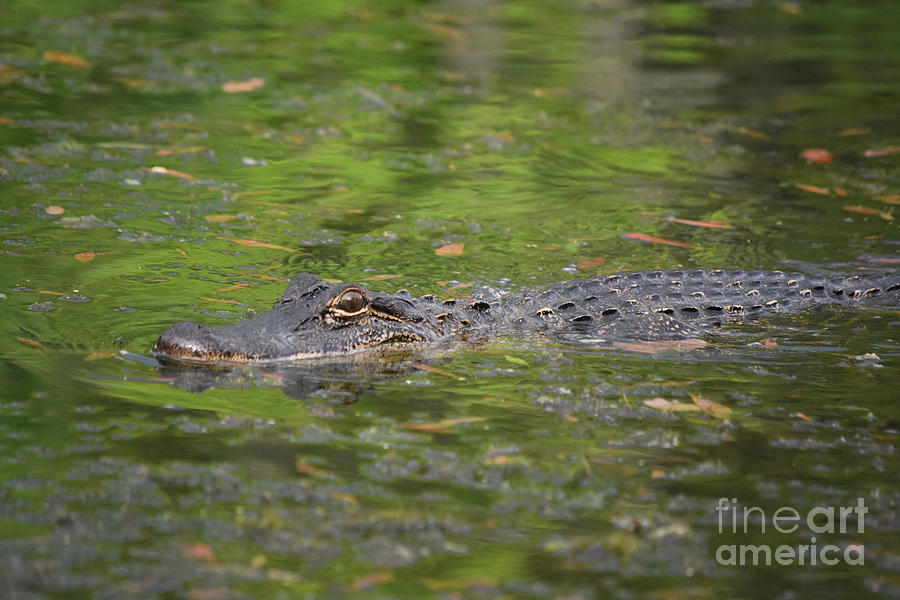 Gator Trolling The Swamp Waters of Louisiana's Bayou Photograph by ...