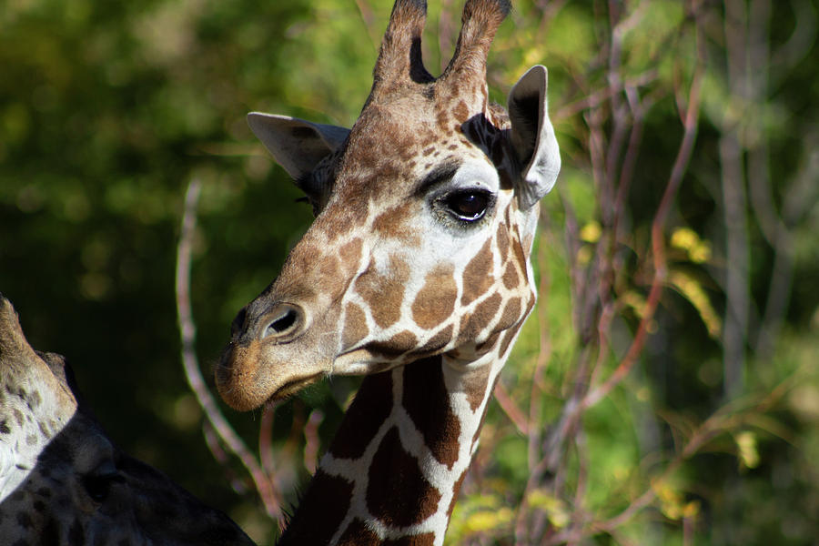 Giraffe Digital Art by Dev Johnson - Fine Art America