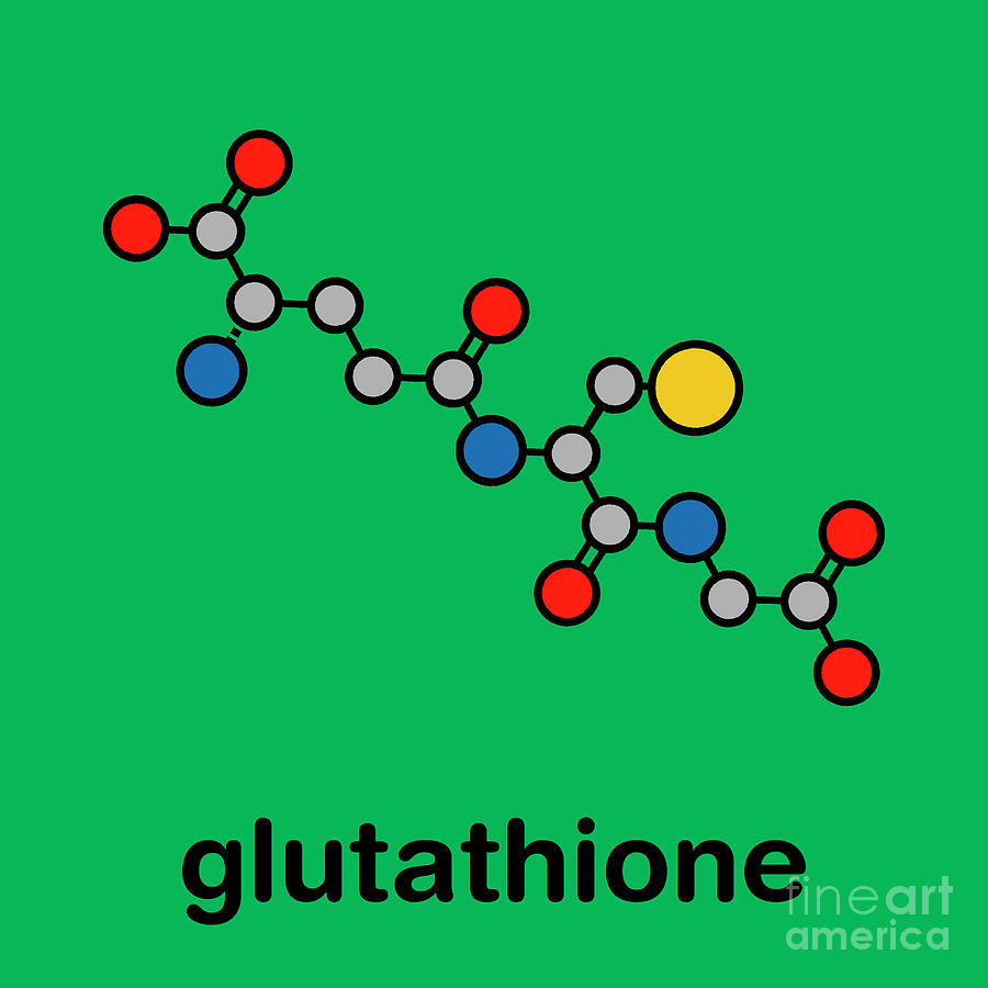 Glutathione Molecule Photograph by Molekuul/science Photo Library ...