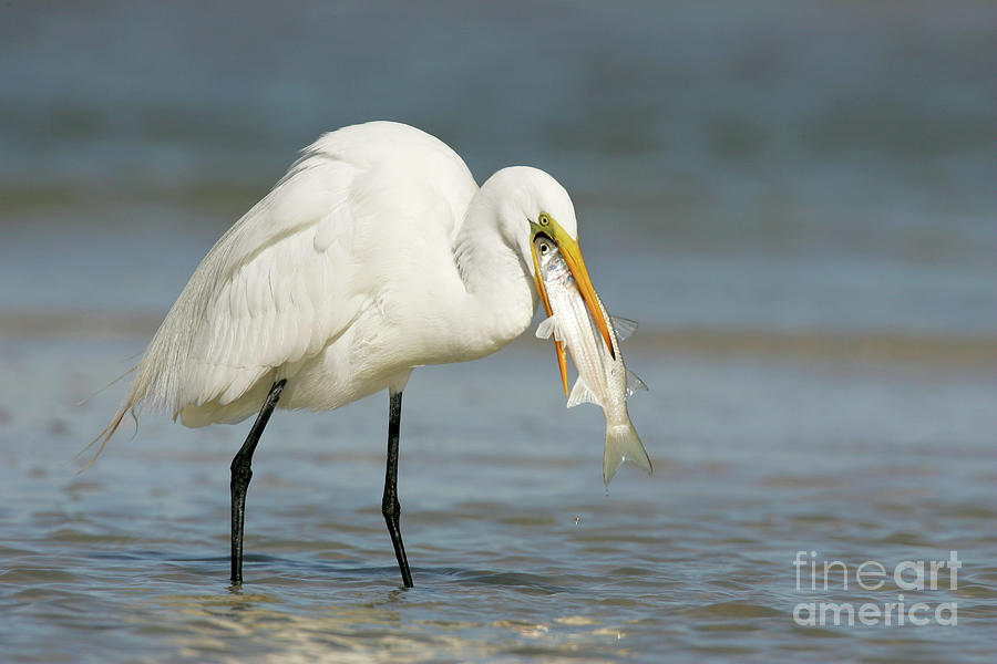 Great Egret Eating A Fish Photograph by Manuel Presti/science Photo Library - Fine Art America