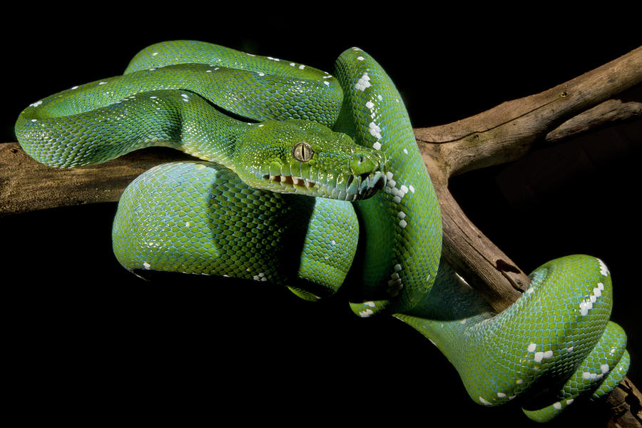 Green Tree Python Morelia Viridis Photograph by Dante Fenolio - Fine ...