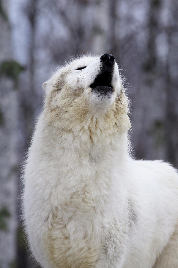 Howling White Wolf #1 Photograph by John Benet - Fine Art America