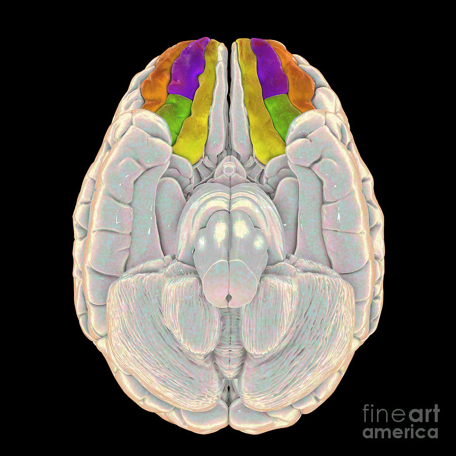 Human Brain With Highlighted Orbital Gyri Photograph By Kateryna Konscience Photo Library