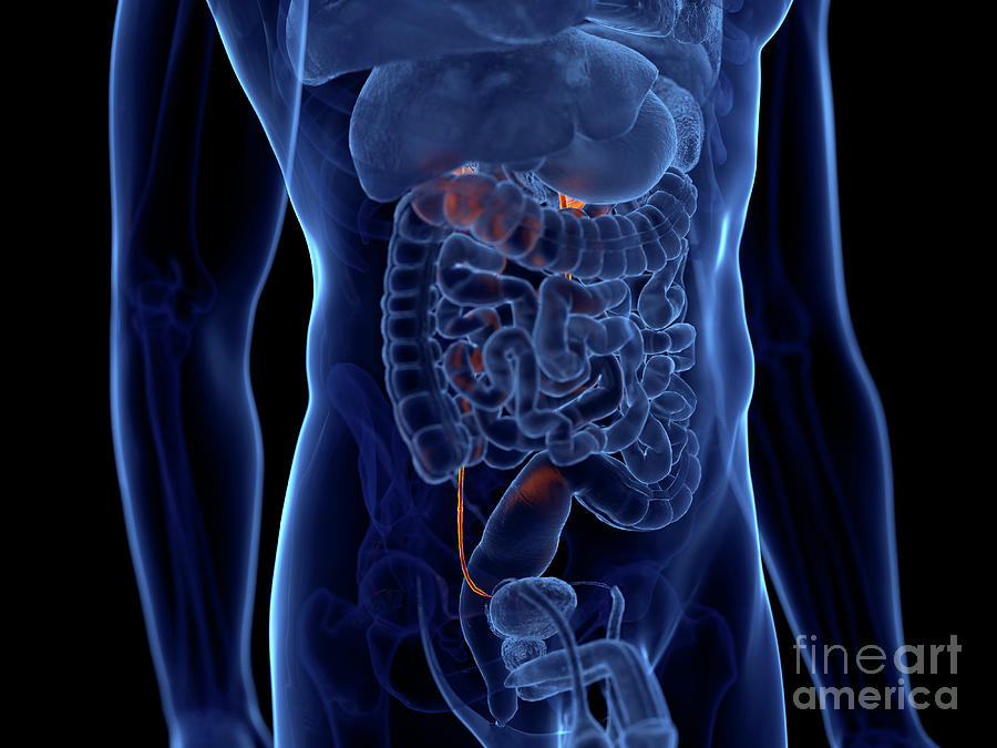 Human Urethra Photograph by Sebastian Kaulitzki/science Photo Library ...