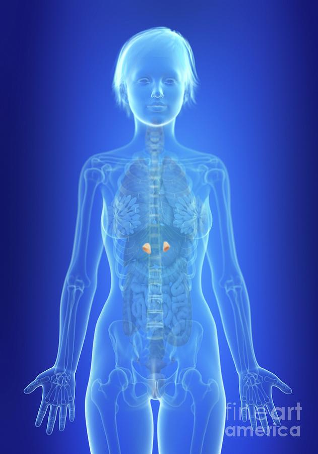 Illustration Of A Womans Adrenal Glands Photograph By Sebastian Kaulitzkiscience Photo Library