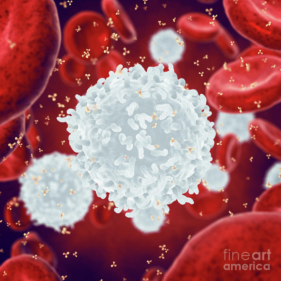 Immune System Photograph by Nobeastsofierce/science Photo Library ...