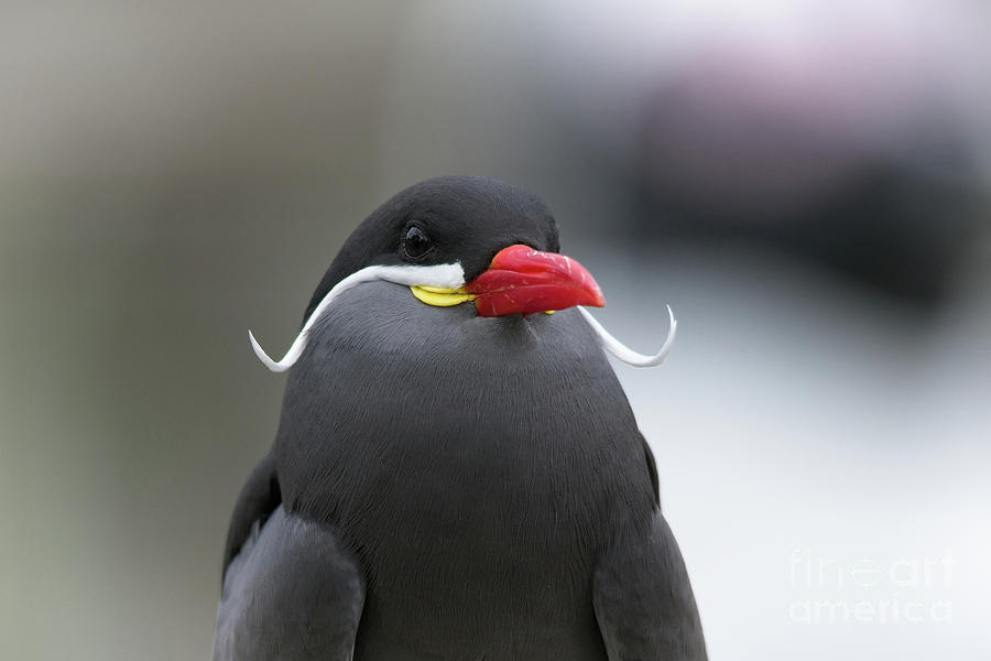 Inca Tern Photograph by Rawshutterbug - Fine Art America
