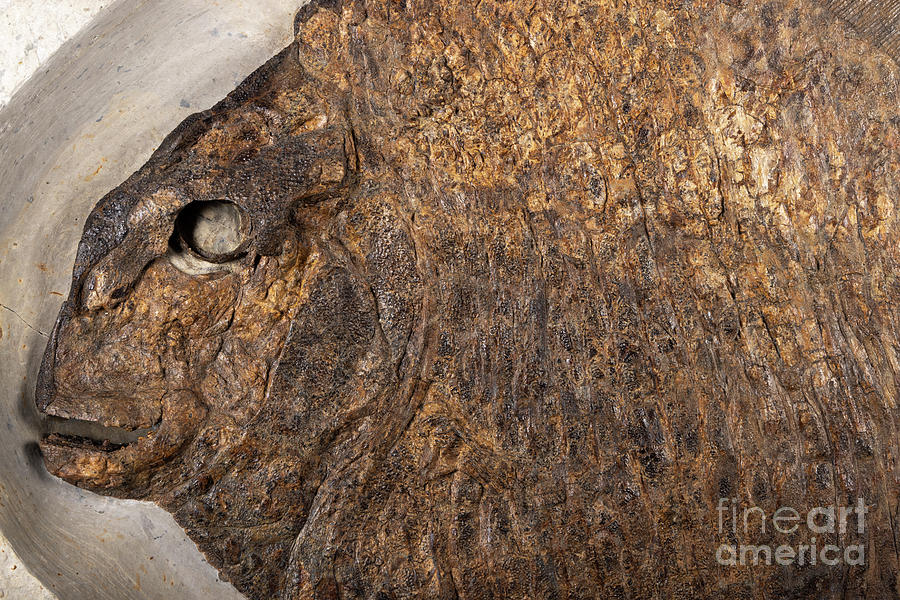 Indeterminate Pycnodont Fossil Photograph by Pascal Goetgheluck/science ...