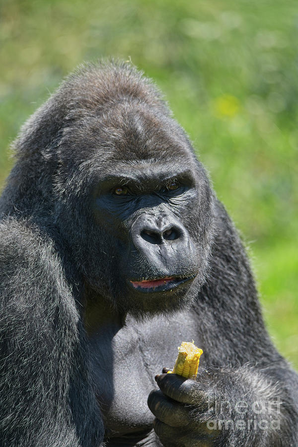 Silverback Gorilla Photograph by Rawshutterbug - Pixels
