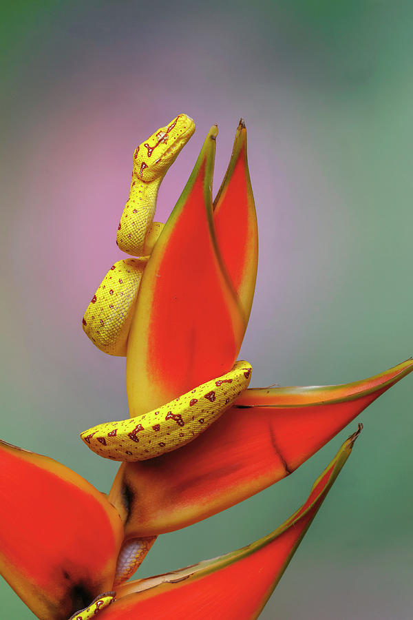 Juvenile Green Tree Python Photograph by Adam Jones - Fine Art America