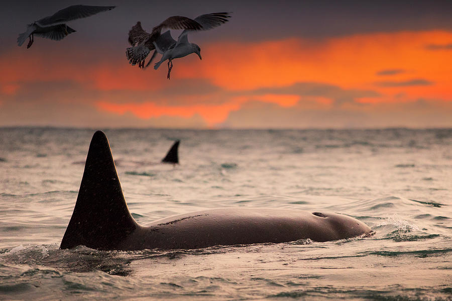 Killer Whale, Orca, Andenes, Lofoten, Norway Digital Art by George Karbus Photography - Pixels