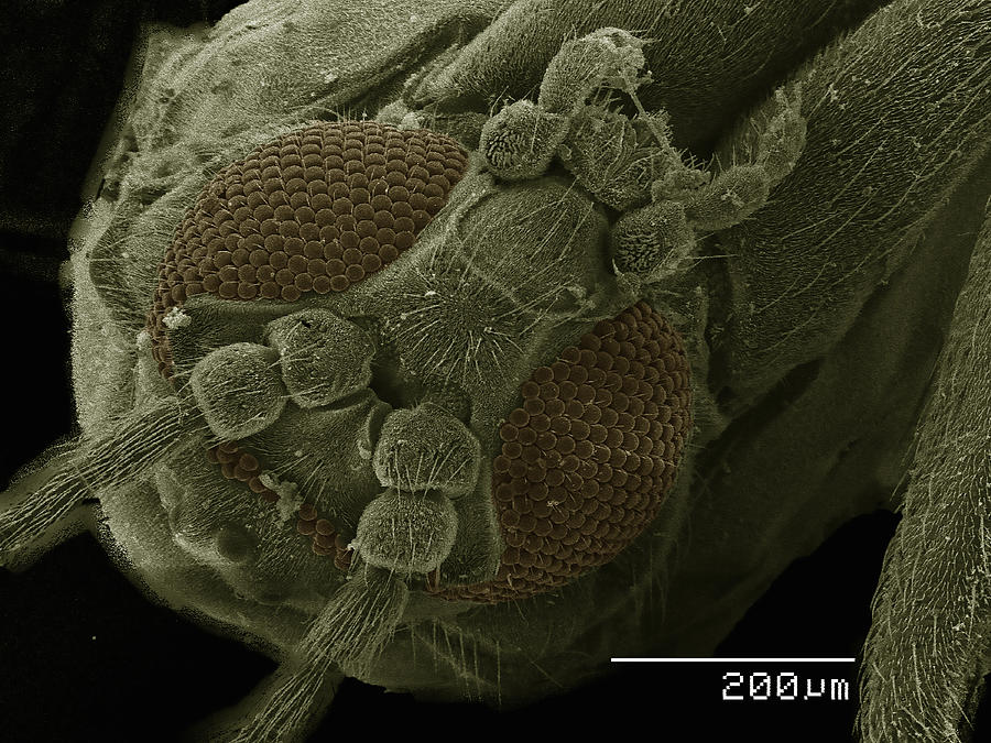 Lateral View Of A Gnat (diptera) Imaged In A Scanning Electron ...