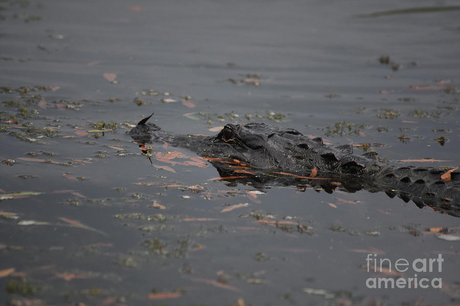 Leaves Surrounding a Gator in the Bayou in Louisiana Photograph by ...
