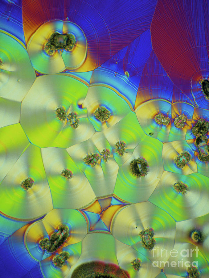 Lm Of Crystals Of Vitamin C Photograph by Astrid & Hanns-frieder Michler/science Photo Library ...