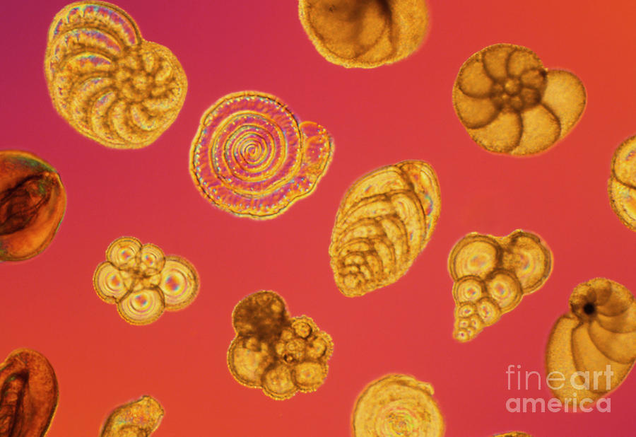 Lm Of Different Foraminifera Shells Photograph by Astrid & Hanns-frieder Michler/science Photo ...