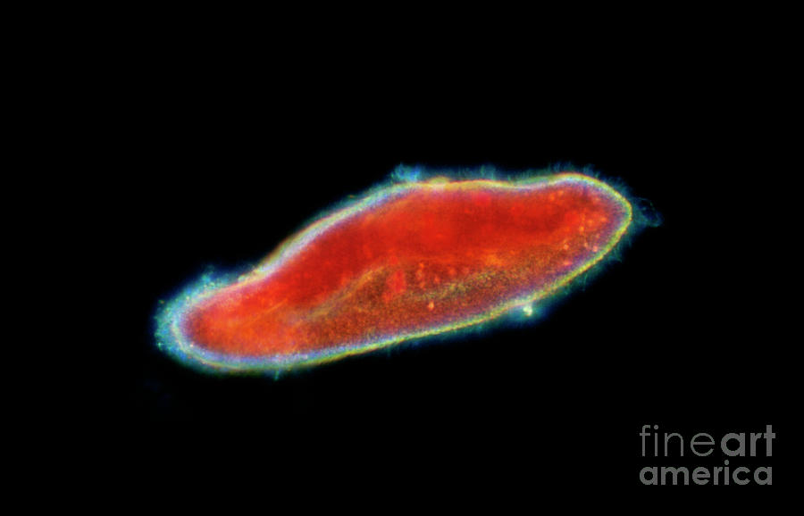 Lm Of The Ciliate Protozoan Paramecium Sp. Photograph by Astrid & Hanns ... Lm Of The Ciliate Protozoan Paramecium Sp. Photograph by Astrid & Hanns ...