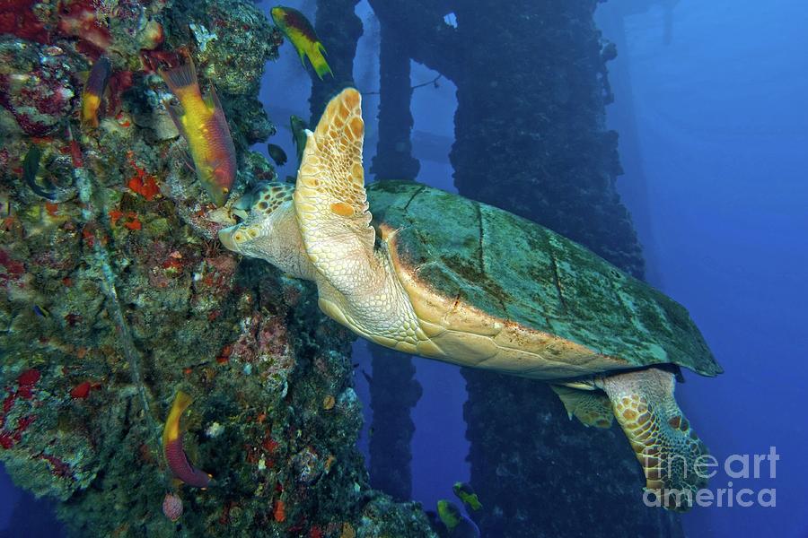 Loggerhead Turtle #1 by Science Photo Library