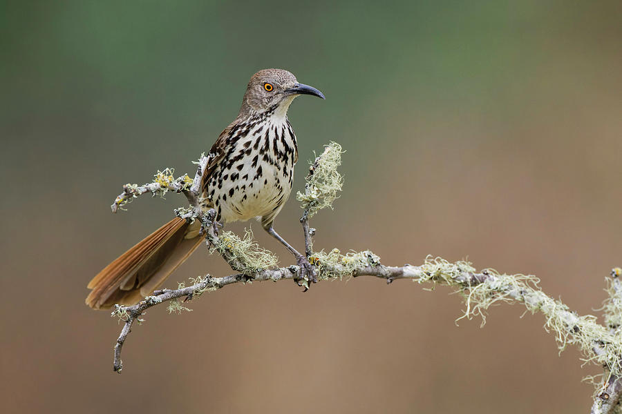 Long-billed Thrasher Photograph by Adam Jones - Fine Art America