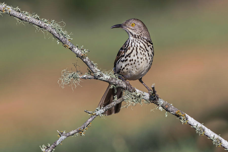 Long-billed Thrasher, Rio Grande Photograph by Adam Jones - Fine Art ...
