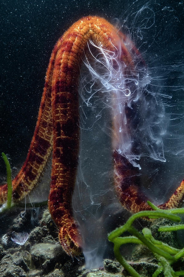 Male Leach's Sea Star Broadcast Spawning, Releasing Streams #1 ...