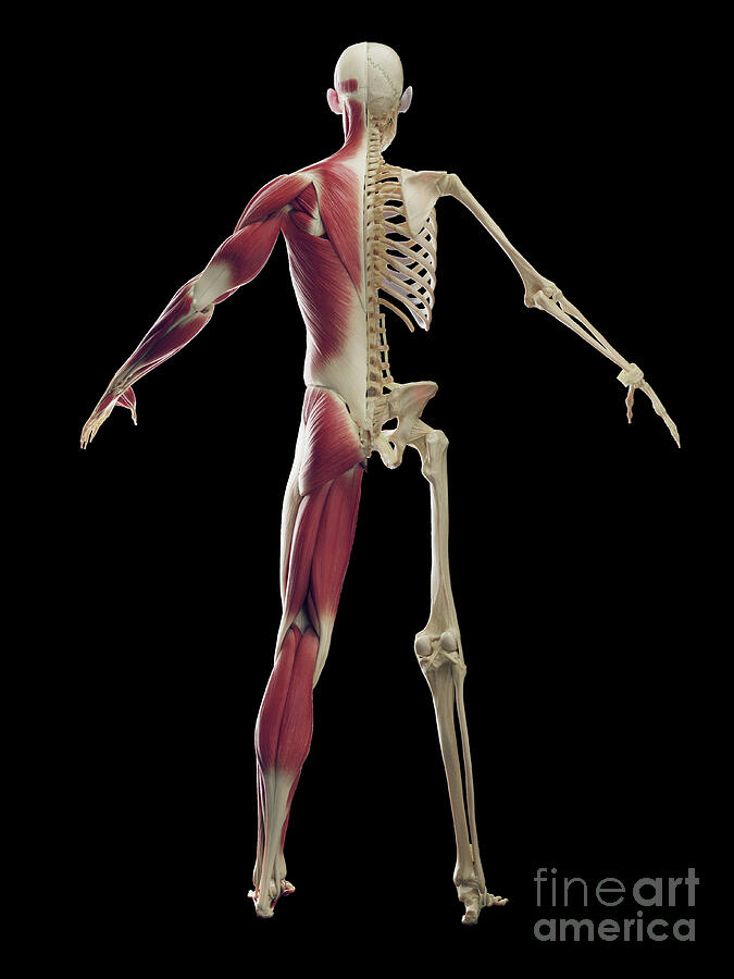 Male Muscular And Skeletal Systems #1 by Sebastian Kaulitzki/science ...