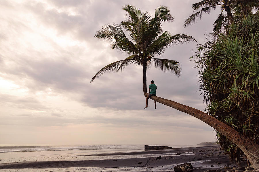 Man Sitting On Palm Tree, Bali Photograph by Konstantin Trubavin