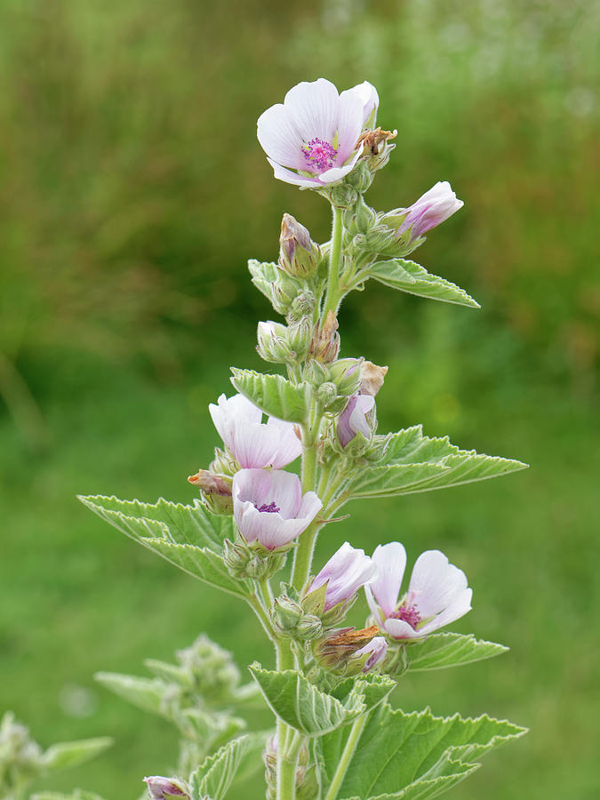 Marsh Mallow , A Scarce Plant, Flowering At The Margins Of #1 Photograph by Nick Upton ...