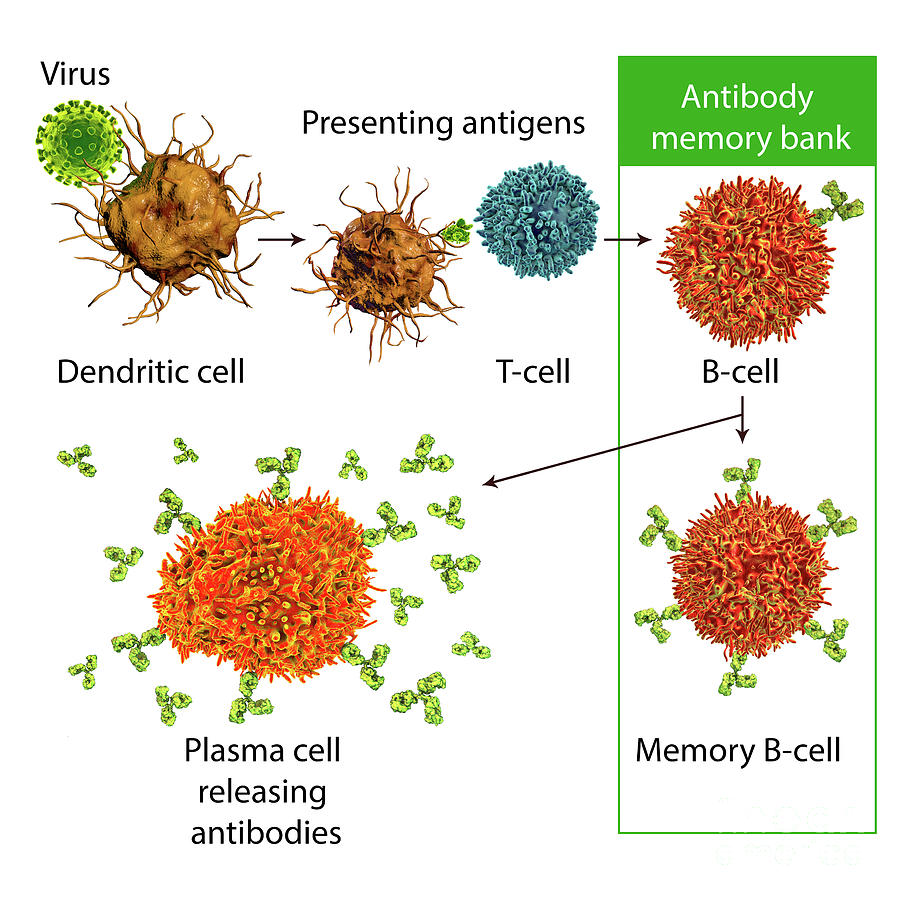 Mechanisms Of Immune Defence Against Viruses Photograph by Kateryna Kon ...