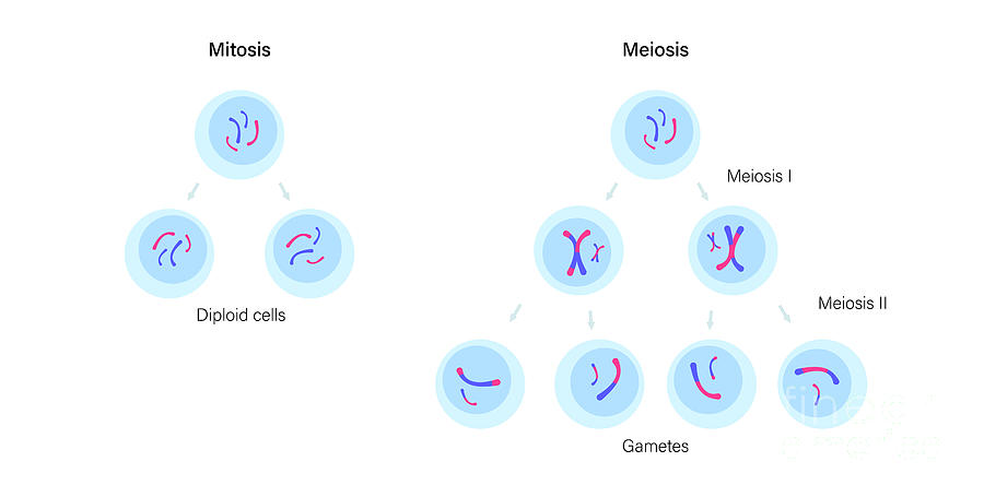 Mitosis And Meiosis Photograph by Pikovit / Science Photo Library - Pixels