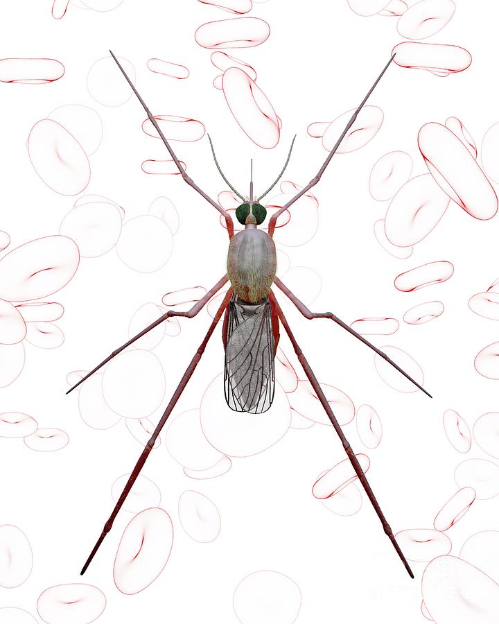 Mosquito And Red Blood Cells Photograph by Tim Vernon / Science Photo ...