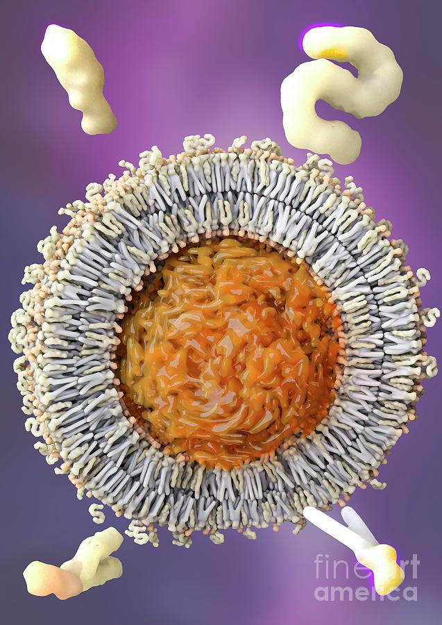 Mrna Encapsulated In A Nanoparticle Photograph by Ramon Andrade 3dciencia/science Photo Library ...