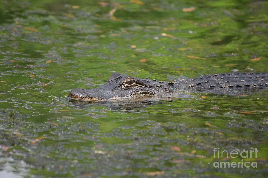 Murky Green Bayou Waters Surrounding an Alligator Photograph by DejaVu ...